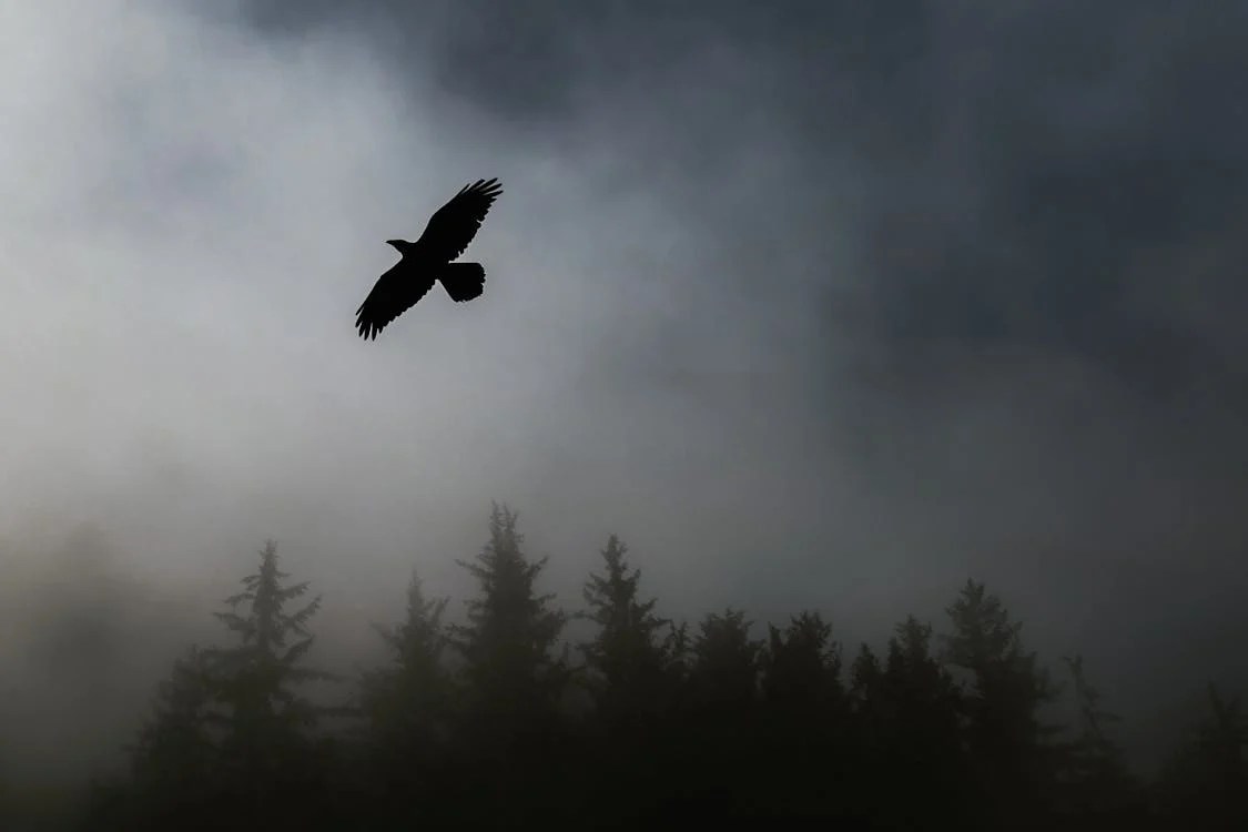Chapter Four: On the Word of a Stormcrow – Fevered Mind