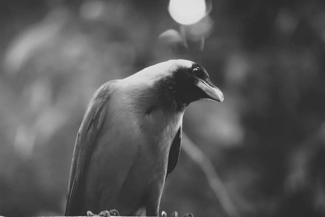 Black-Winged Scapegoats Haiku – Fevered Mind