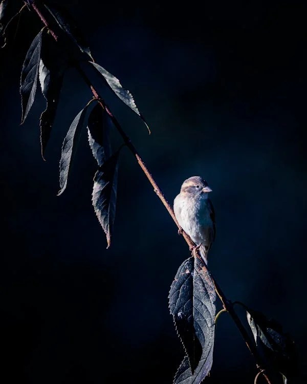 Small Bird’s Omen – Fevered Mind